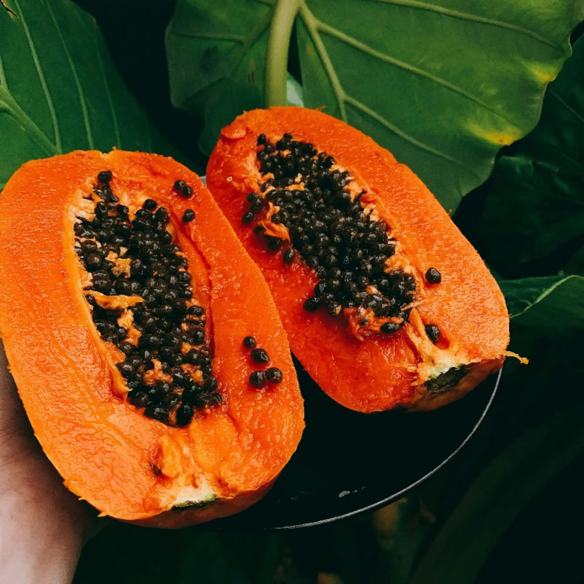 Delicious Iced Tea & Papaya Bowls for Your Cookout!